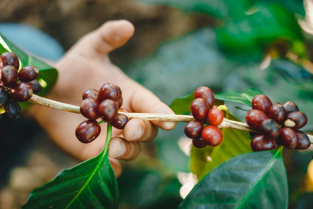 Brew Club | Monthly Coffee Subscription – Kings Arms Coffee Co.