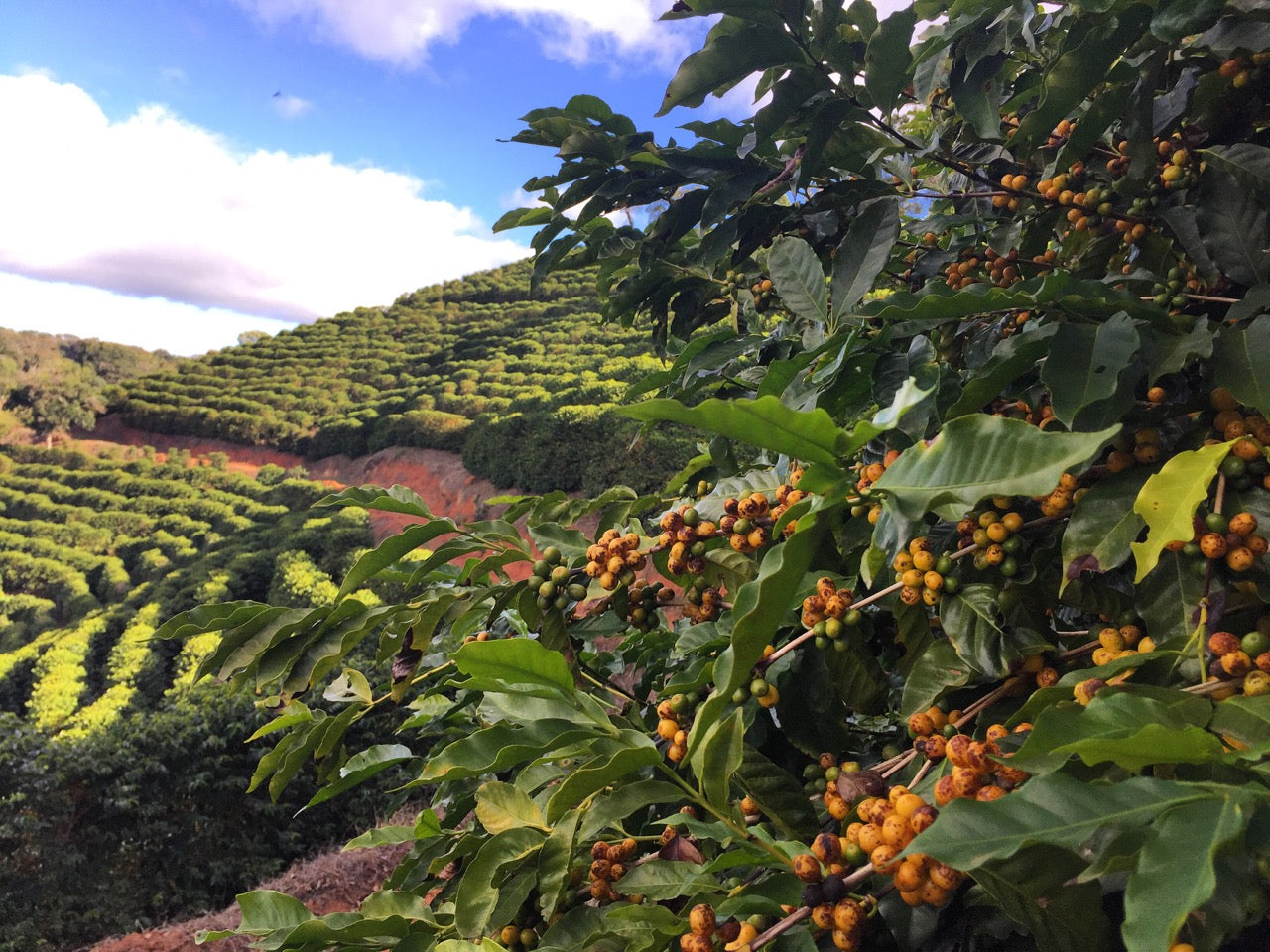 Brazil Coffee | Minas Gerais Peaberry – Kings Arms Coffee Co.